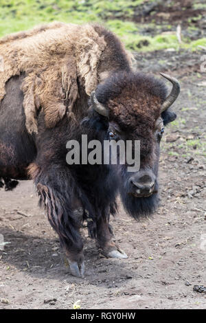 Bison (Buffalo), is a huge animal with a shoulder hump, huge head and ...