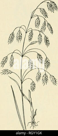 Smooth Brome grass in flower with green background, Alberta, Canada ...