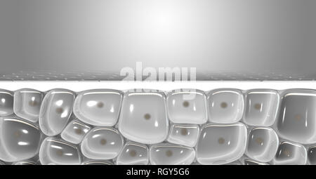 Anatomy of skin, cross section on white background Stock Photo - Alamy