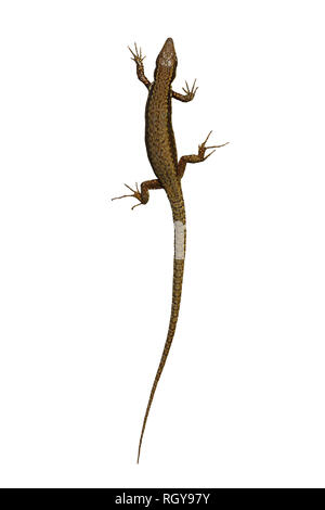 A beautiful shot of podarcis muralis - European wall lizards peaking ...