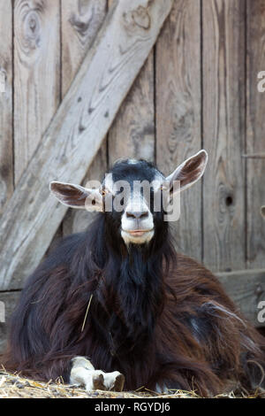 A Smiling Goat Stock Photo - Alamy