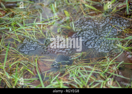 Frog spawn portrait Stock Photo - Alamy