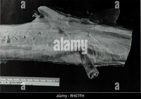 . Bulletin. Science. BLUE MARLIN FROM LATE MIOCENE OF ORANGE COUNTY 49 ...