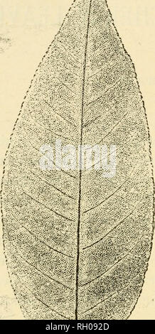 Choke Cherry tree bark (Prunus virginiana Stock Photo - Alamy