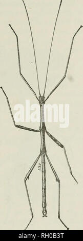 Male common field cricket - Gryllus species - dark robust black and ...