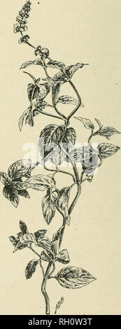 Black peppermint - mentha piperita variety. Peppermint (Mentha piperita ...