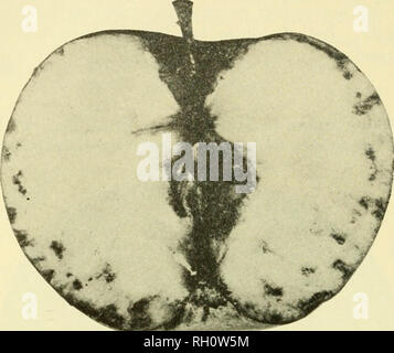 Bitter pit, dark spots in the flesh of an apple caused by a lack of ...