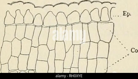 . Bulletin. Agriculture. ANATOMICAL STRUCTURE OF THE OLIVE (OLEA ...