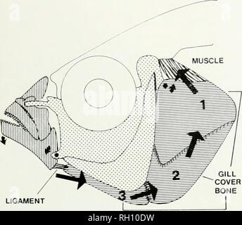 . Bulletin. Natural history; Science. LIGAMENT. The "why" of the ...
