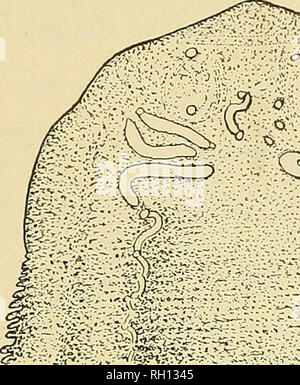 . Bulletin. Science. T^NIOTD CESTODES OF NORTH AMERICAN BIRDS. 43. The ...