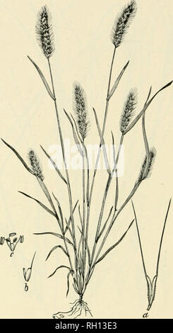 Polypogon monspeliensis annual beard-grass rabbitsfoot grass panicle ...