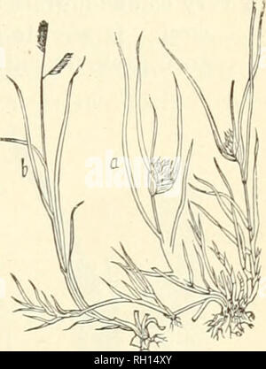 Forage plants, Gramineae family, plant illustrations, agricultural ...