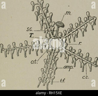 . Echinoderms of Connecticut . C.C. FIG. 2. Diagram of water-vascular ...