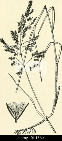 Forage plants, Gramineae family, plant illustrations, agricultural ...