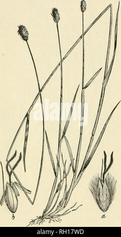 Alpine Foxtail Grass Stock Photo - Alamy