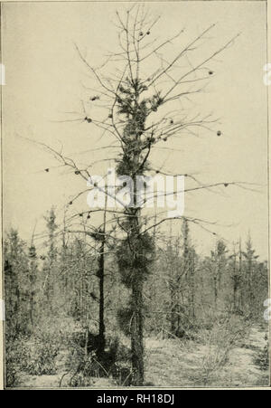 A burnt tree sprouts new growth from its tree trunk after bush fires in ...