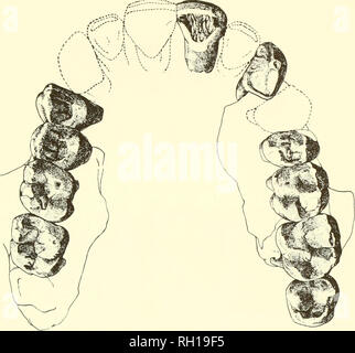 A Reconstruction of Ramapithecus Stock Photo - Alamy