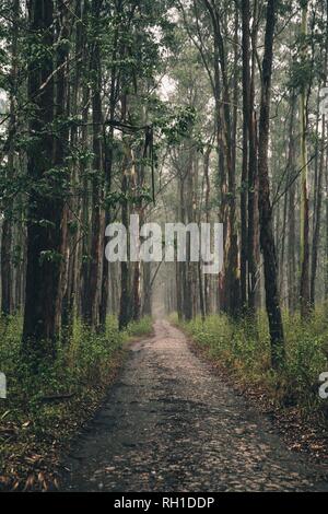 Long path surrounded with trees Stock Photo - Alamy