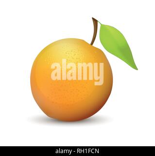 mandarin orange color icon vector illustration Stock Vector Image & Art ...