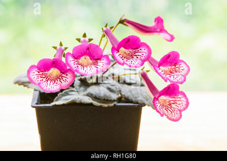 Mini sinningia flowers blooming near window in house Stock Photo - Alamy