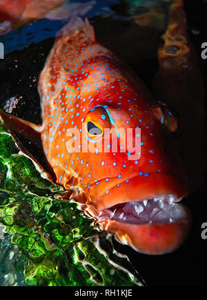 Red Snapper fish (Lapu-Lapu) caught around Cuyo island, Palawan ...