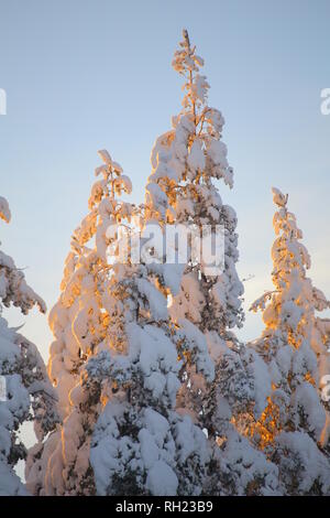 Tree top covered with snow and illuminated by the sun Stock Photo - Alamy