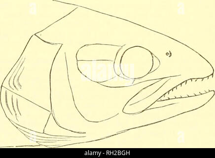 Spots on dorsal fin with no dark area at the base identify this fish as ...