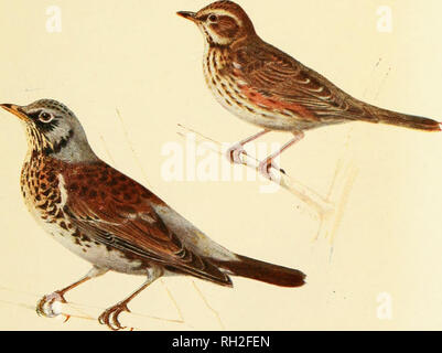 missel song thrush redwing fieldfare blackbird The Red-winged Stock ...