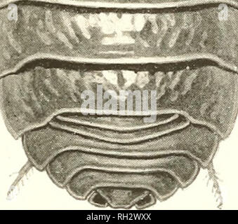 The British Woodlice 11 Stock Photo - Alamy