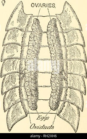 The British Woodlice 19 Stock Photo - Alamy
