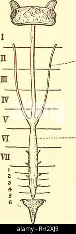 The British Woodlice 17 Stock Photo - Alamy