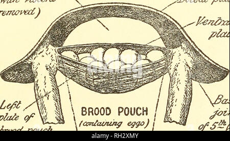 The British Woodlice 10 Stock Photo - Alamy