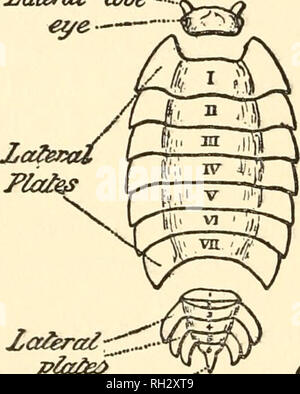 . The British woodlice, being a monograph of the terrestrial isopod ...