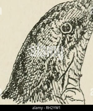 . The birds of the British Isles and their eggs . GOLDCREST. I27 their ...
