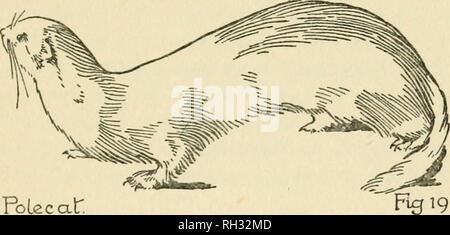 Pine Marten (Martes martes) and Badger (Meles meles) , feeding together ...