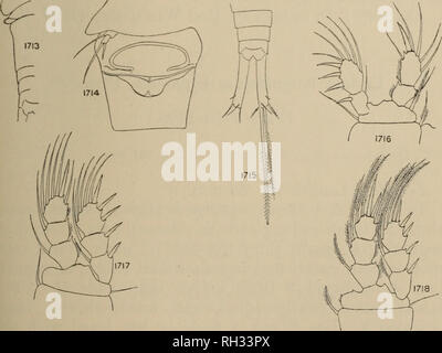 British fresh-water Copepoda. - (1931) (20231365749 Stock Photo - Alamy