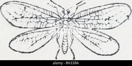 Camel neck fly Stock Photo - Alamy