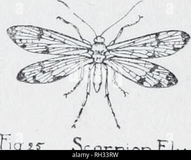 Scorpion Fly Panorpa communis family Panorpidae Stock Photo - Alamy
