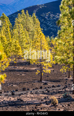 Green Canarian pine tree and Mountains landscape on Gran Canaria island ...