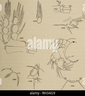 British fresh-water Copepoda. - (1931) (20391794556 Stock Photo - Alamy
