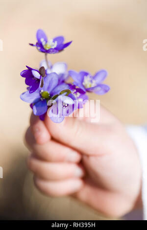Close-up of a child's hand with a bouquet of yellow dandelions outdoors ...