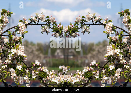 Branch of blossoming apple-tree in clay pitcher on white background ...