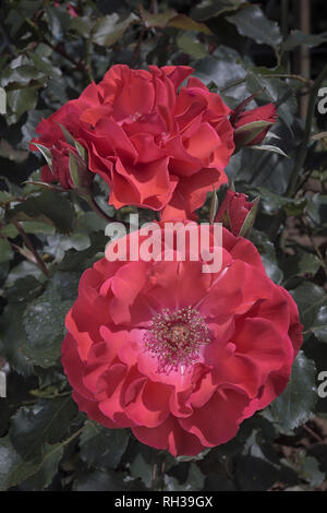 Rosa cv. Fragrance; Rosaceae; shurb, Hybrid Tea; flower double deep ...