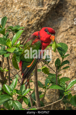 A red parrot at the Bird Gardens, Hong Kong, China, Asia Stock Photo ...