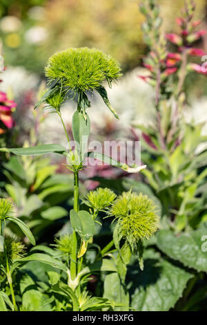 Green Ball plant (Dianthus barbatus Stock Photo - Alamy