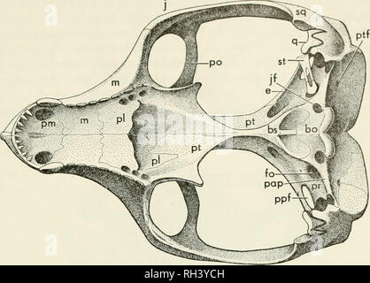 . Breviora. 1970 PROBAINOGNATHUS JENSENI. Fig. 1. Dorsal view of the ...