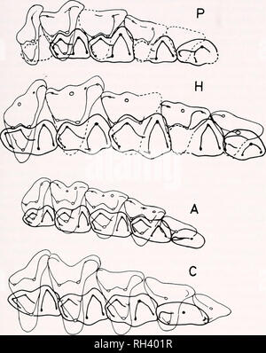. Breviora. 1978 MAMMALIAN TEETH OF TRIBOSPHENIC PATTERN 23 ...