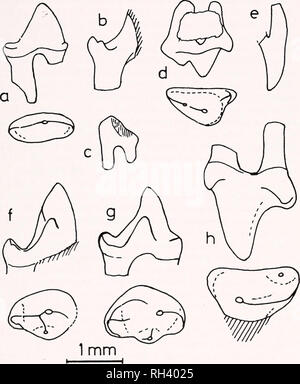 . Breviora. 1978 MAMMALIAN TEETH OF TRIBOSPHENIC PATTERN. Figure 1. P ...