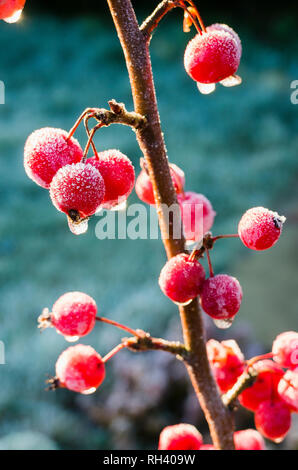 Malus x robusta 'Red Sentinel' Stock Photo - Alamy
