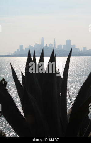 Silhouettes of agave plant and San Francisco skyline, from the Agave ...